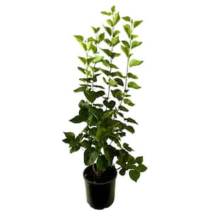 Lilac - Bushes - The Home Depot