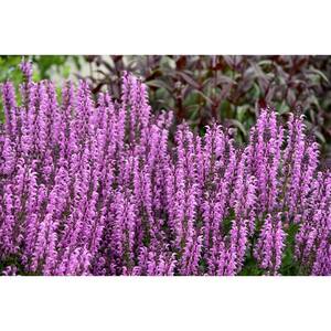 Salvia - Perennials - Garden Flowers - The Home Depot