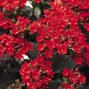Red - Full Sun - Perennials - Garden Flowers - The Home Depot