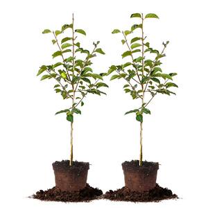 Rio - Bushes - Outdoor Plants - The Home Depot