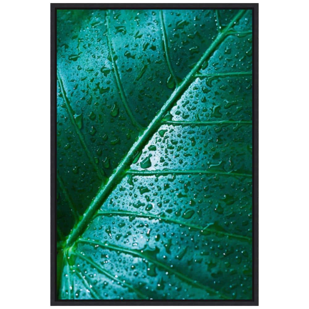 Amanti Art Water Drops On Elephant Ear Leaf" by Design Pics 1-Piece Floater Frame Color Nature ...