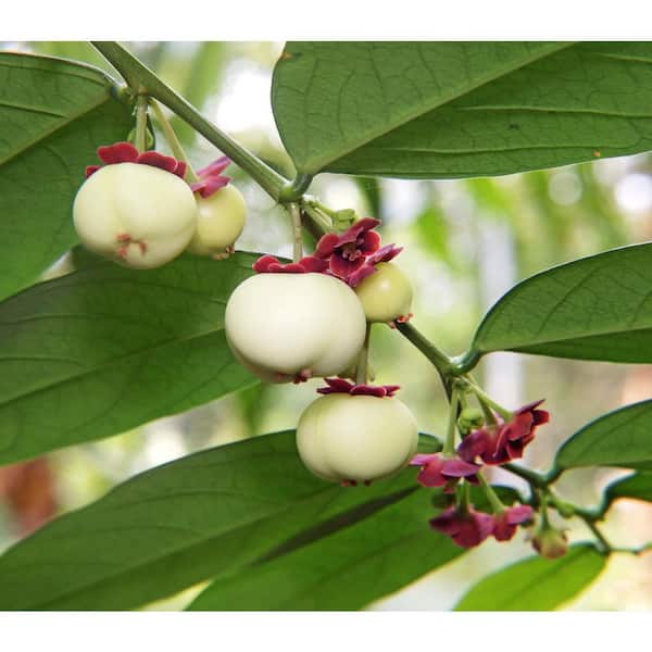 Wekiva Foliage Katuk Plant- 4 Live Starter Plants in 2 in. Pots ...