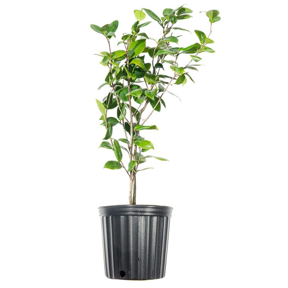 Perfect Plants 3 Gal. Debutante Camellia Shrub in Grower's Pot With ...