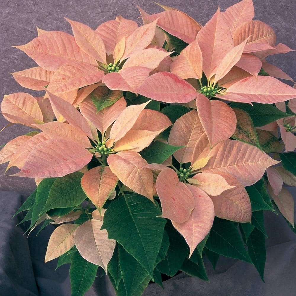 6 in. Poinsettia Plant with Pink Flowers 33937 - The Home Depot