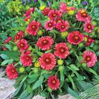 Spring Hill Nurseries 3 in. Pot Arizona Red Shades Gaillardia Live ...