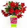 Rio 2 Qt. Dipladenia Flowering Annual Shrub with Red Blooms 1004124250 ...