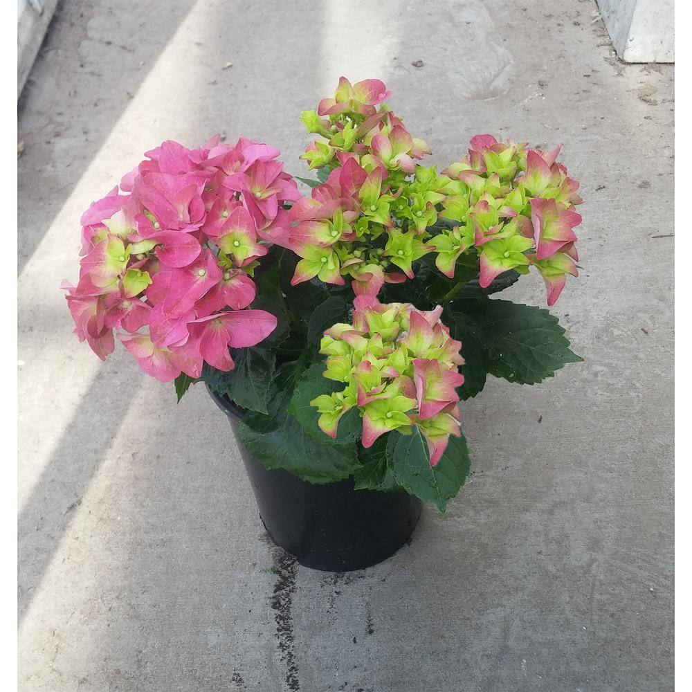 ALTMAN PLANTS 1 Gal. Assorted Flowering Hydrangea Shrub Plant ...