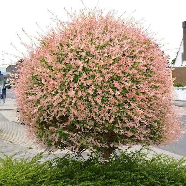 Japanese Willow Tree