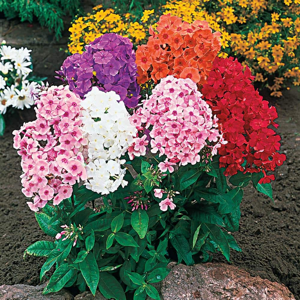 DIRECT GARDENING Multi- Colored Flowering Tall Garden Phlox Mixture ...