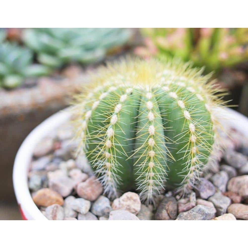 Wekiva Foliage Ball Cactus-Live Plant in a 4 Inch Pot-Parodia magnifica-Beautiful and Unique ...