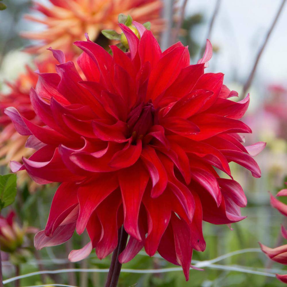 Breck's Red Labyrinth Dahlia Dormant Bulbs (3-Pack) 77669 - The Home Depot