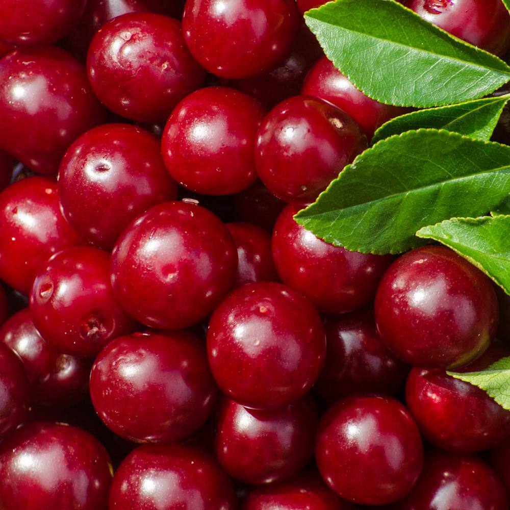 Gurney's 24 in. tall Romeo Bush Cherry Prunus Fruiting Hedge Kit Live ...