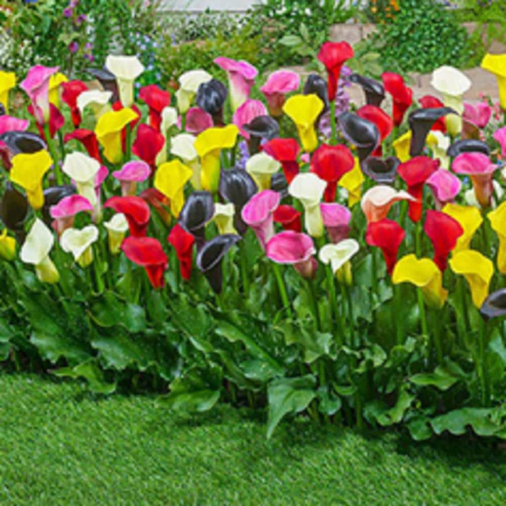 BELL NURSERY 1 Gal. Calla Lily Plant 682317 - The Home Depot