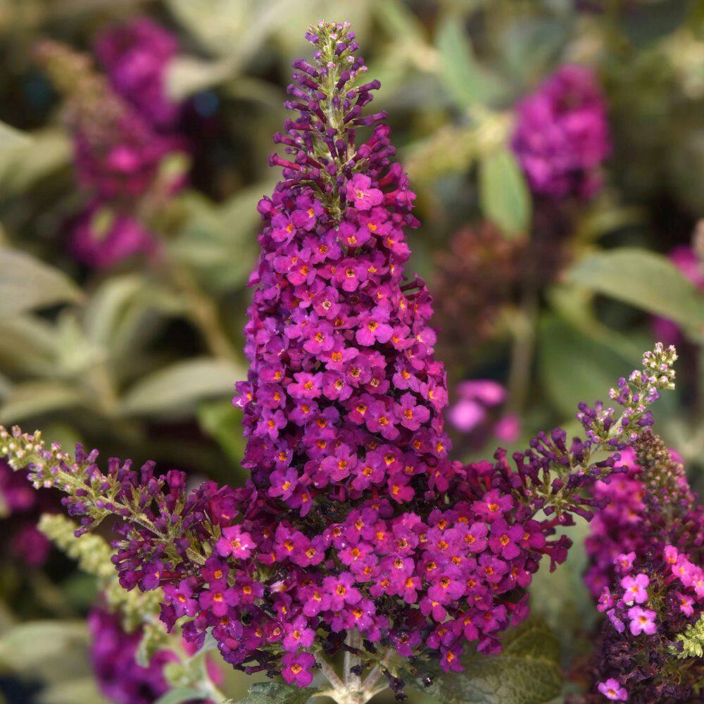 national PLANT NETWORK 3.25 in. Buddleia Chrysalis Dwarf Butterfly ...