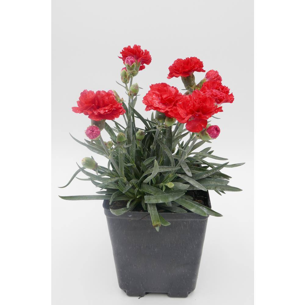 BELL NURSERY 1 qt. Red Dianthus Live Flowering Perennial Plant (4-Pack ...