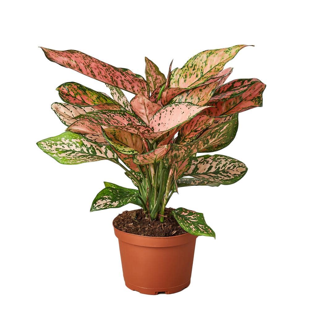PPC INTERNATIONAL LLC Lady Valentine Chinese Evergreen Aglaonema Plant ...