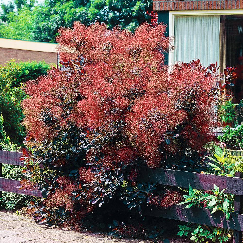 Spring Hill Nurseries 3 Gal. Pot Royal Purple Smoketree (Cotinus), Deciduous Shrub with Purple ...