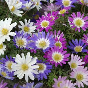 VAN ZYVERDEN Wind Flowers Anemones Darkest Blue Bulbs (Set of 25) 11151 ...
