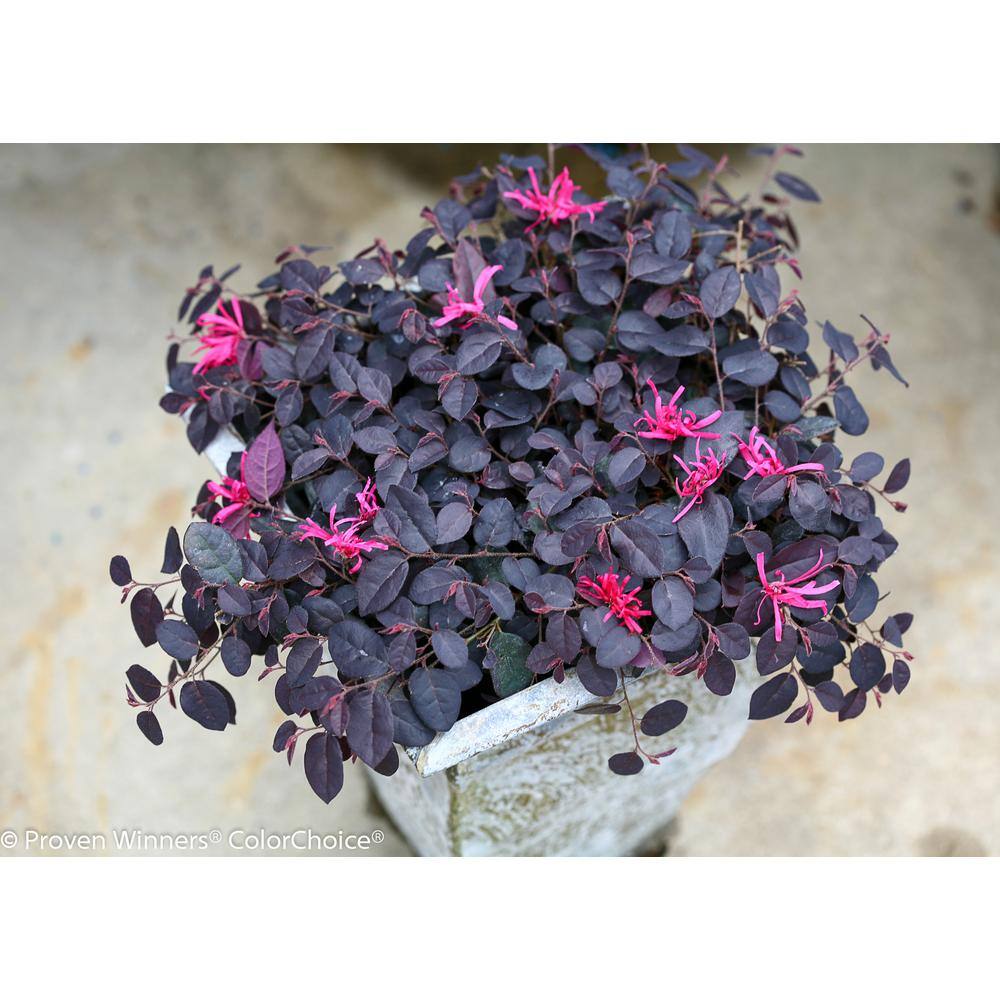 PROVEN WINNERS 2 Gal. Jazz Hands Mini Loropetalum Flowering Shrub with ...
