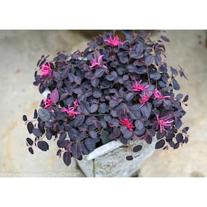 PROVEN WINNERS 2 Gal. Jazz Hands Mini Loropetalum Flowering Shrub with ...
