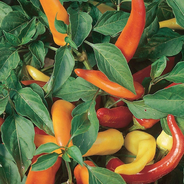 Seeds of Change Hungarian Hot Chile Organic Seed Pack 01219 - The Home ...