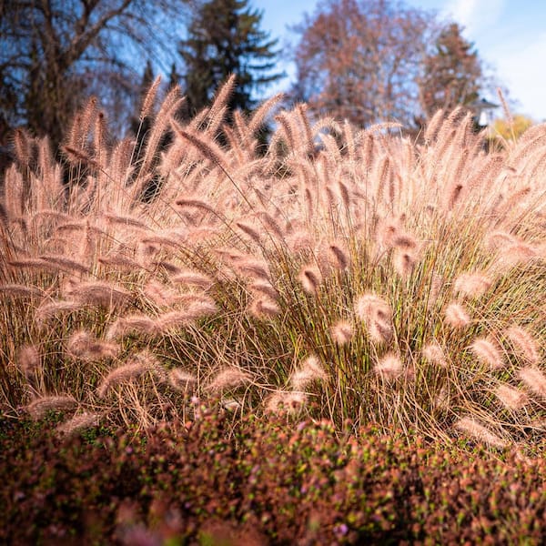 national PLANT NETWORK 1 Gal. Dwarf Fountain Grass Hamelin HD2194 - The ...