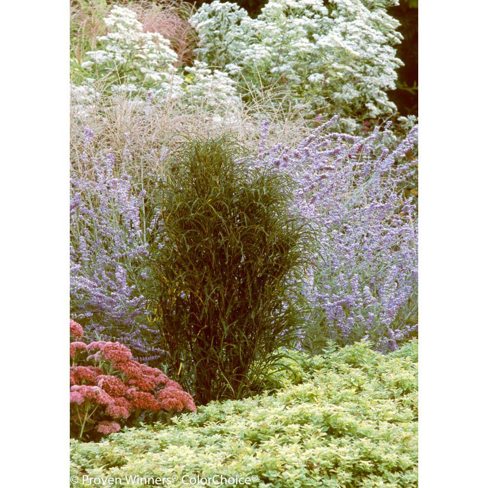 PROVEN WINNERS 4.5 in. qt. Fine Line Buckthorn (Rhamnus) Live Shrub ...