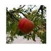 7 Gal. Jonathan Apple Tree APPJON07G - The Home Depot