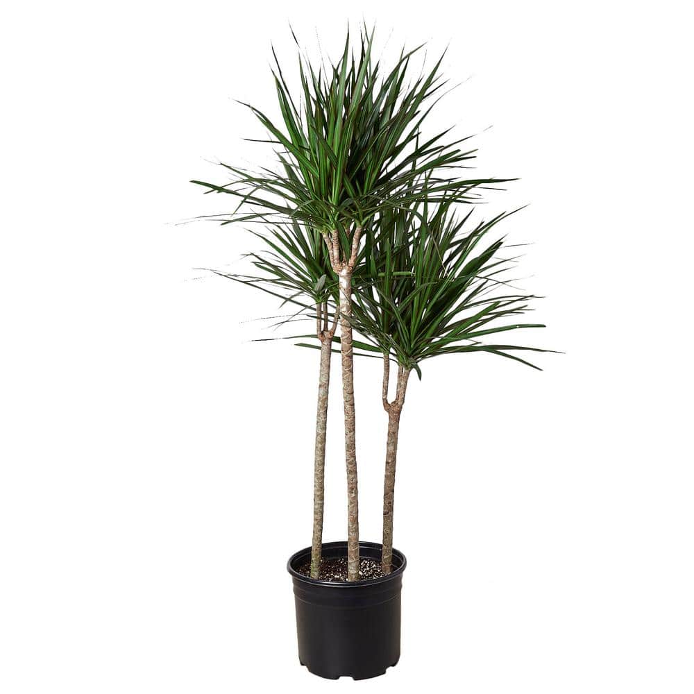 PPC INTERNATIONAL LLC Marginata Cane (Dracaena) Plant in 10 in. Grower ...
