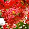 SOUTHERN LIVING 1 Gal. Miss Frances Crape Myrtle Tree CRMMFR01G - The ...