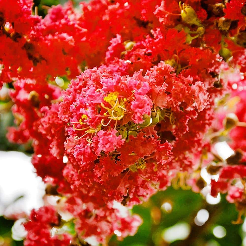 SOUTHERN LIVING 1 Gal. Miss Frances Crape Myrtle Tree CRMMFR01G - The ...