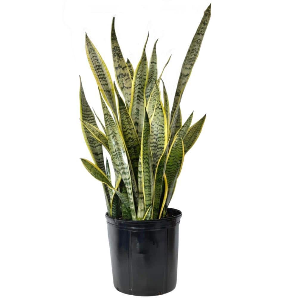 2 Gal. Live Sansevieria Laurentii Plant in Grower Pot 1002968685 - The ...
