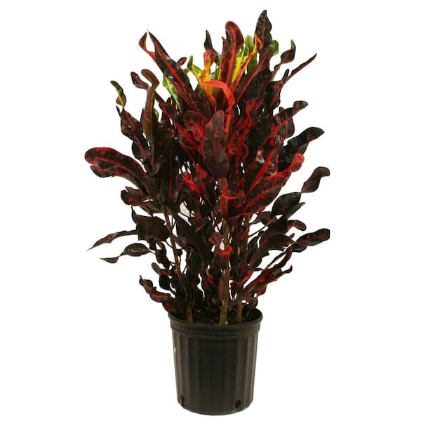 Costa Farms Croton Mammey Red in 8.75 in. Grower Pot 10CROTONMAMMEY