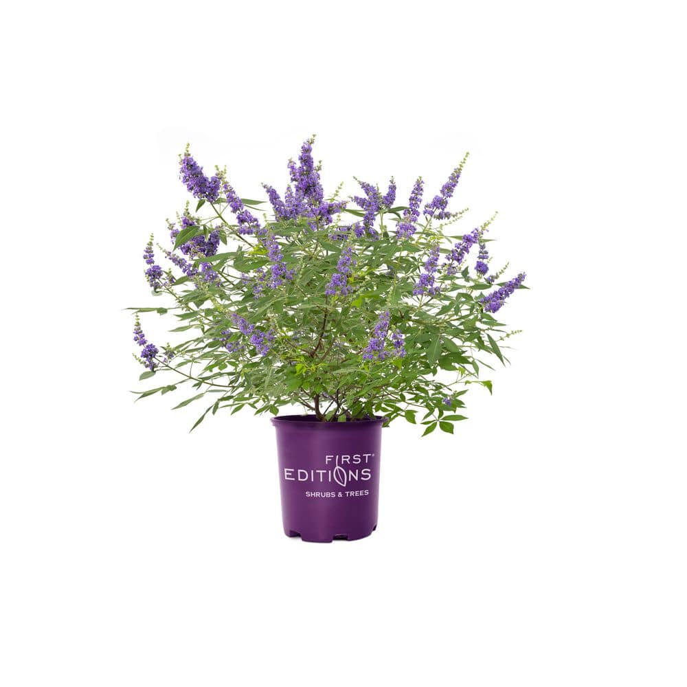 2 gal. Queen Bee Chastetree Plant-Flowering Deciduous Shrub with ...