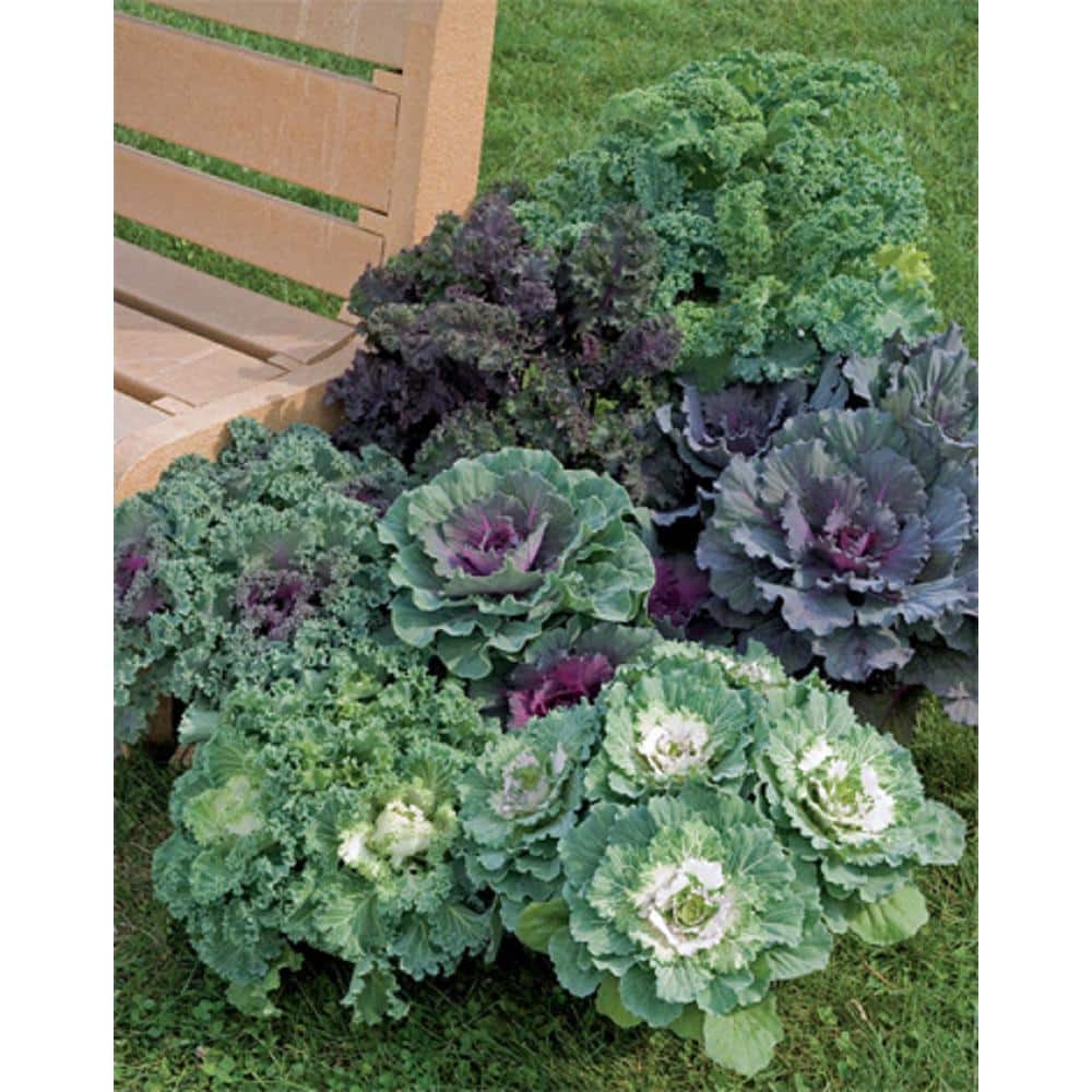BELL NURSERY 3 Qt. Ornamental Cabbage Live Annual Plant in 8 in. Grower ...