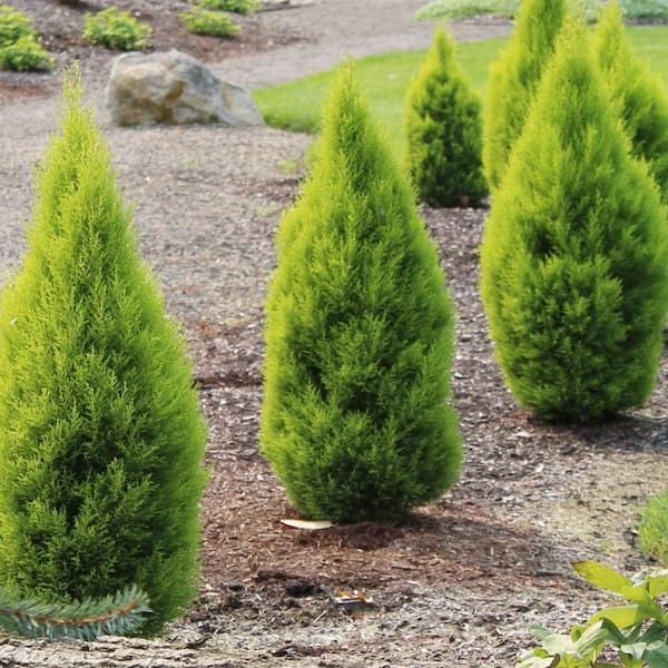 Wilma Goldcrest Evergreen Shrubs 40cms 2ltr Pots