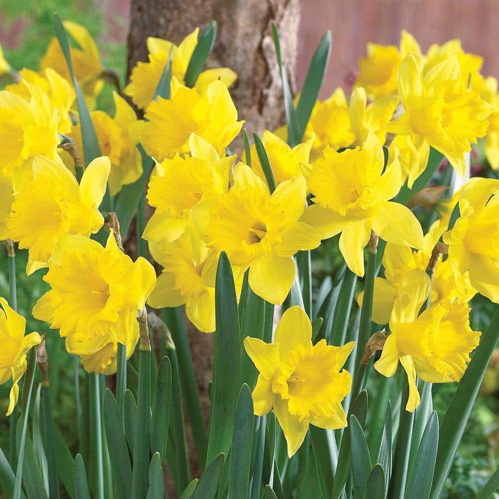 VAN ZYVERDEN Daffodil King Alfred Type Yellow Narcissus Dormant Bulbs ...