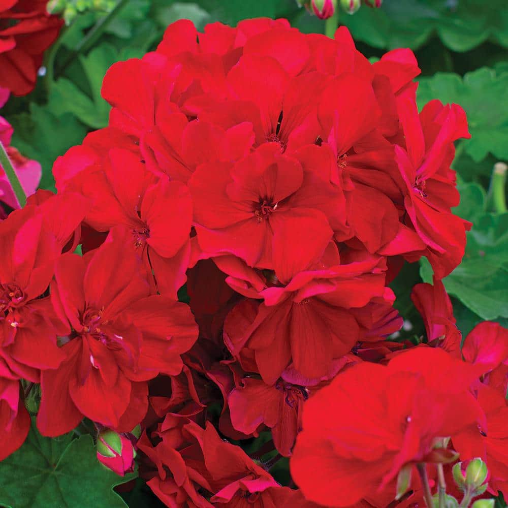Vigoro 2 QT Geranium Calliope Medium Bright Scarlet' Red Annual Plant ...