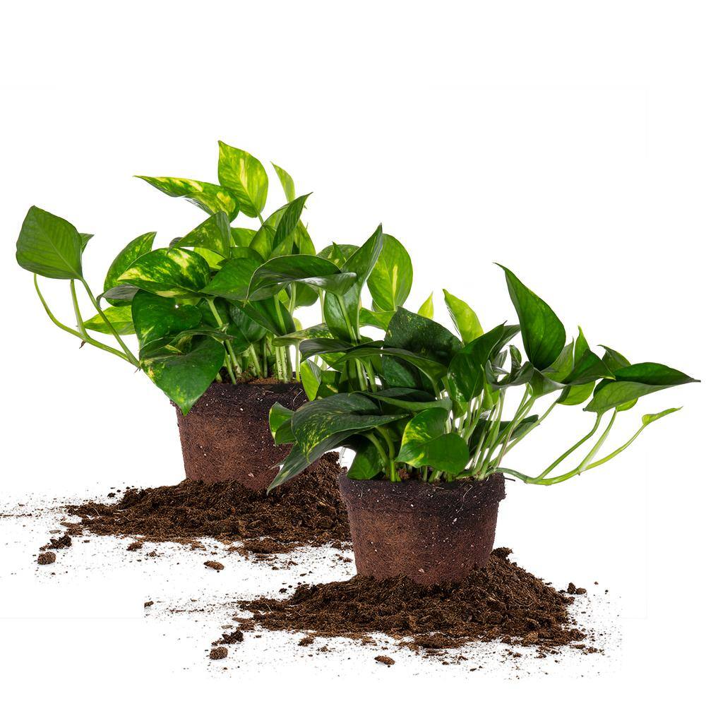 Perfect Plants Golden Pothos Devils Ivy Plant in 6 in. Grower's Pot (2 ...
