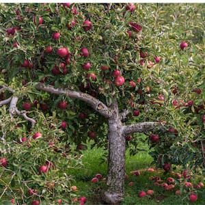 Anna Apple Tree APPANN05G - The Home Depot