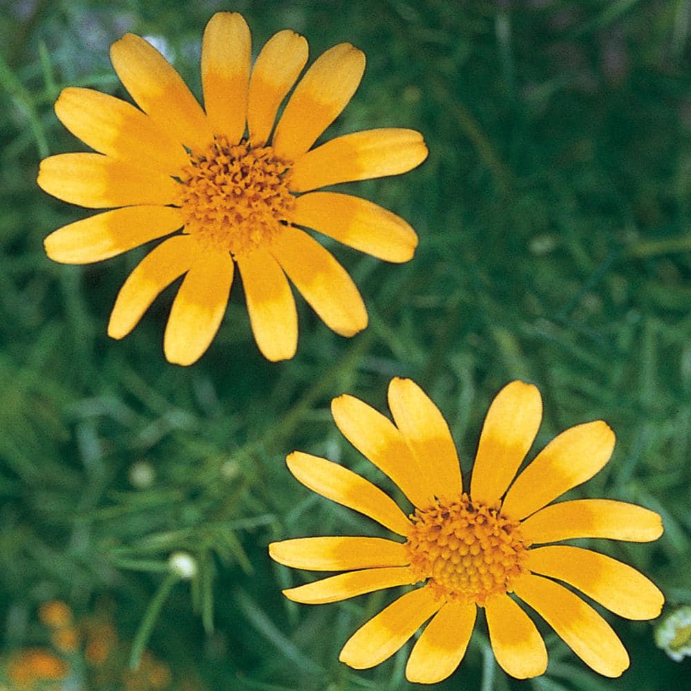 ALTMAN PLANTS DAHLBERG DAISY 6 PACK 1006395869 - The Home Depot