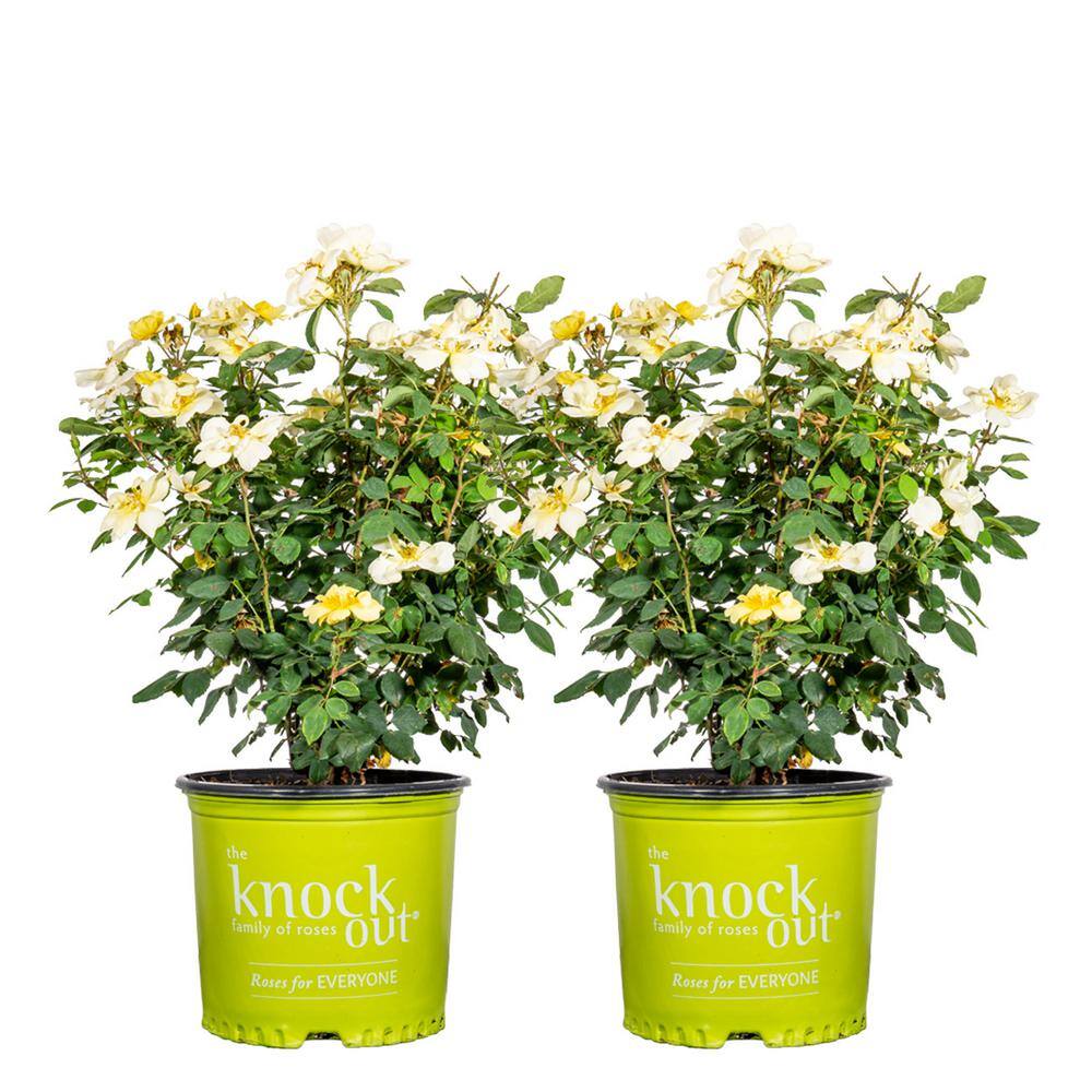 KNOCK OUT 3 Gal. Sunny Knock Out Rose Bush with Yellow Flowers (2-Pack ...