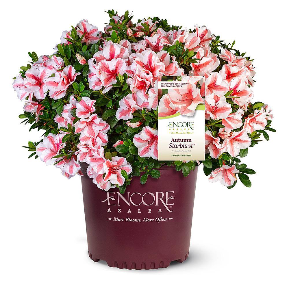 ENCORE AZALEA 2 Gal. Autumn Starburst Shrub with Bicolor Coral Pink ...