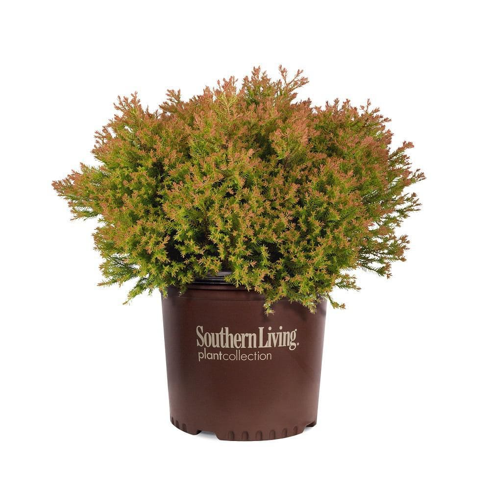 SOUTHERN LIVING 2.5 qt. Fire Chief Arborvitae (Thuja Occidentalis) Live ...