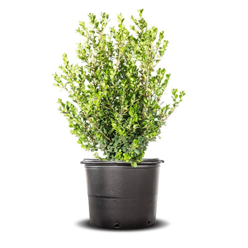 Perfect Plants Japanese Boxwood Shrub in 7 Gal. Grower's Pot THD00511 ...