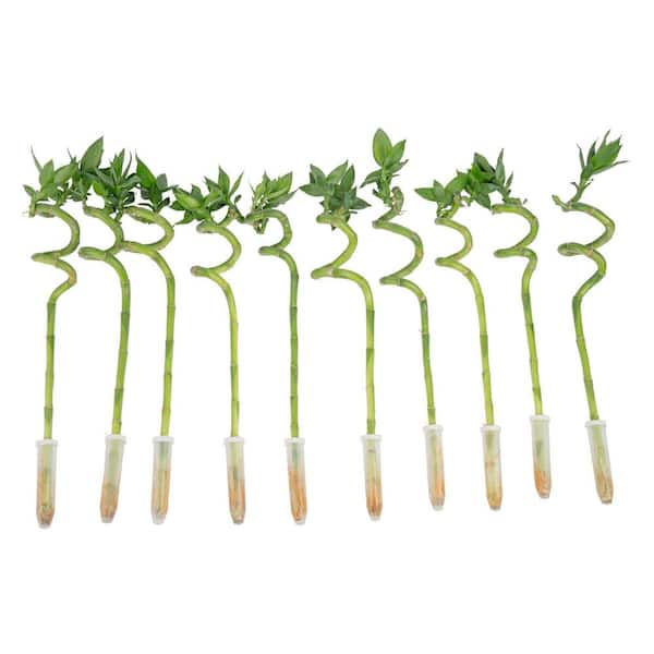 Costa Farms Lucky Bamboo Spiral Stalks Indoor Plant, Avg. Shipping ...