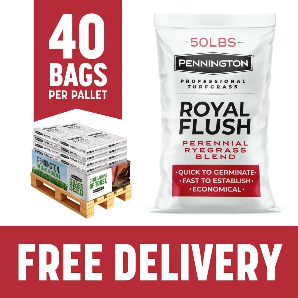Pennington Royal Flush Overseeding Perennial Ryegrass Blend 50 lbs ...