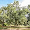 5 Gal. Pawnee Pecan Tree PECPAW05G - The Home Depot