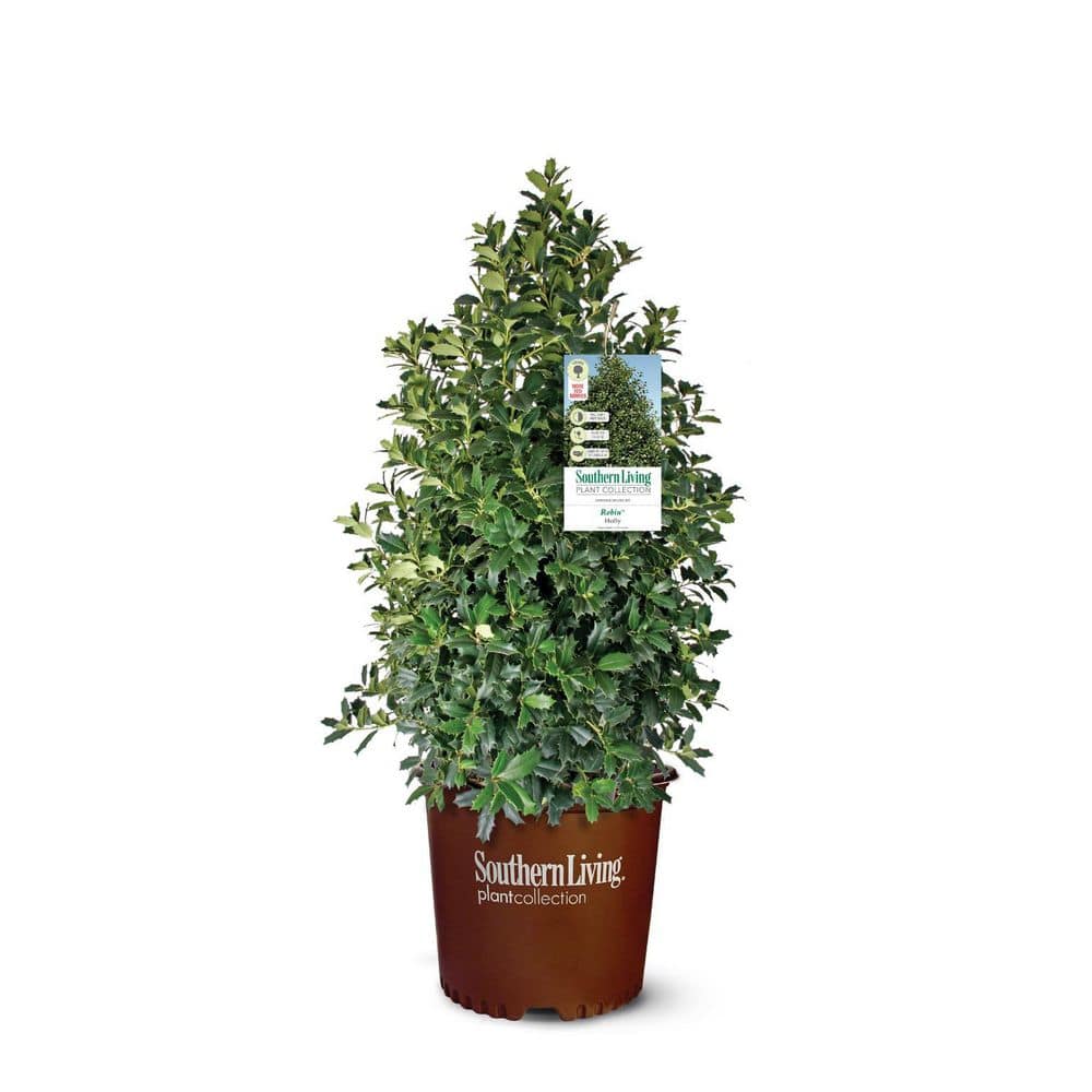 SOUTHERN LIVING 3 Gal. Oakland Holly Tree with Upright Pyramidal ...