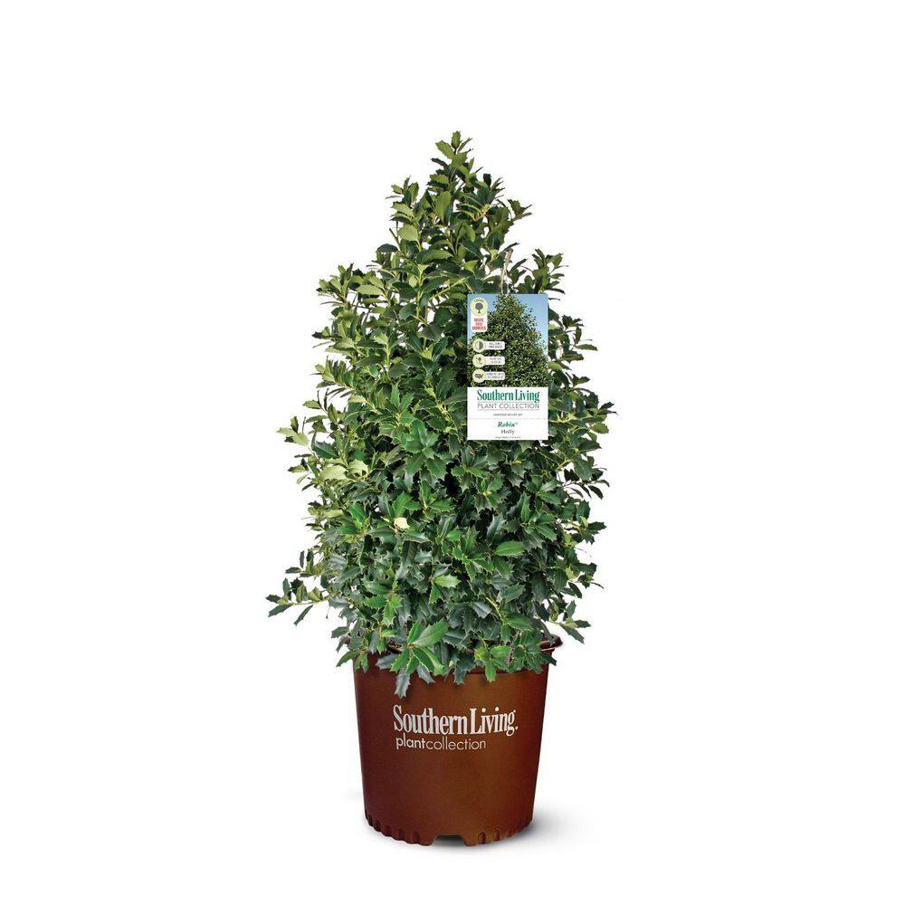 SOUTHERN LIVING 3 Gal. Oakland Holly Tree with Upright Pyramidal ...
